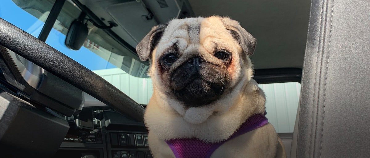 Pro Tips from Mack: 3 tips for driving with pets